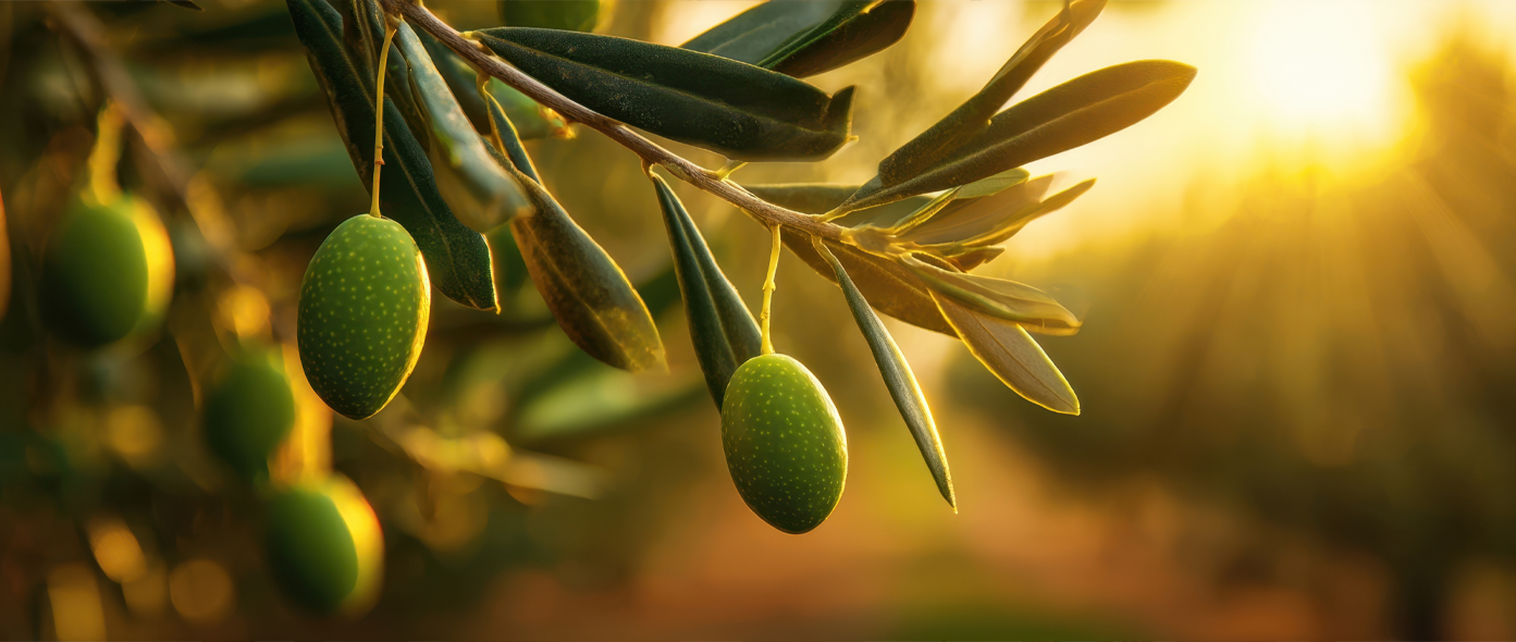 European PDO and PGI Extra Virgin Olive Oil – ecceukch